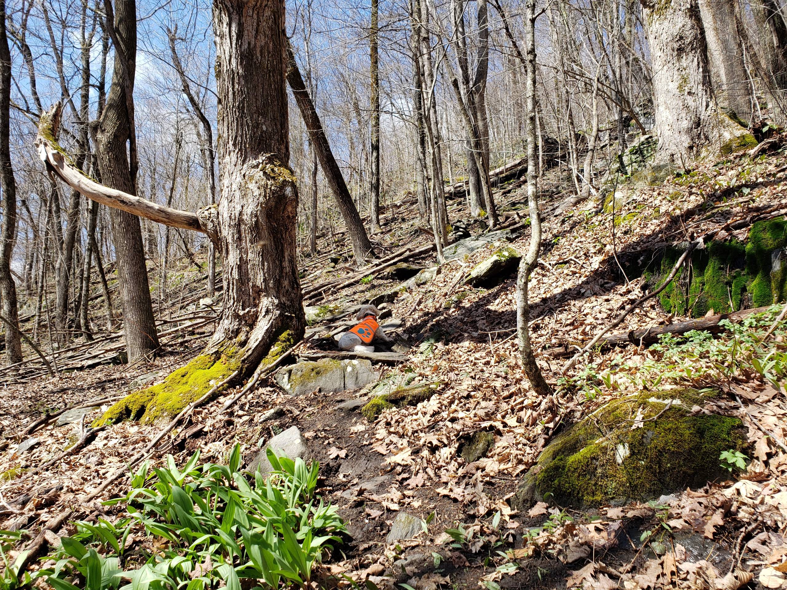 Western Mass Hilltown HikersHike the HilltownsRound Top Hill in Chester