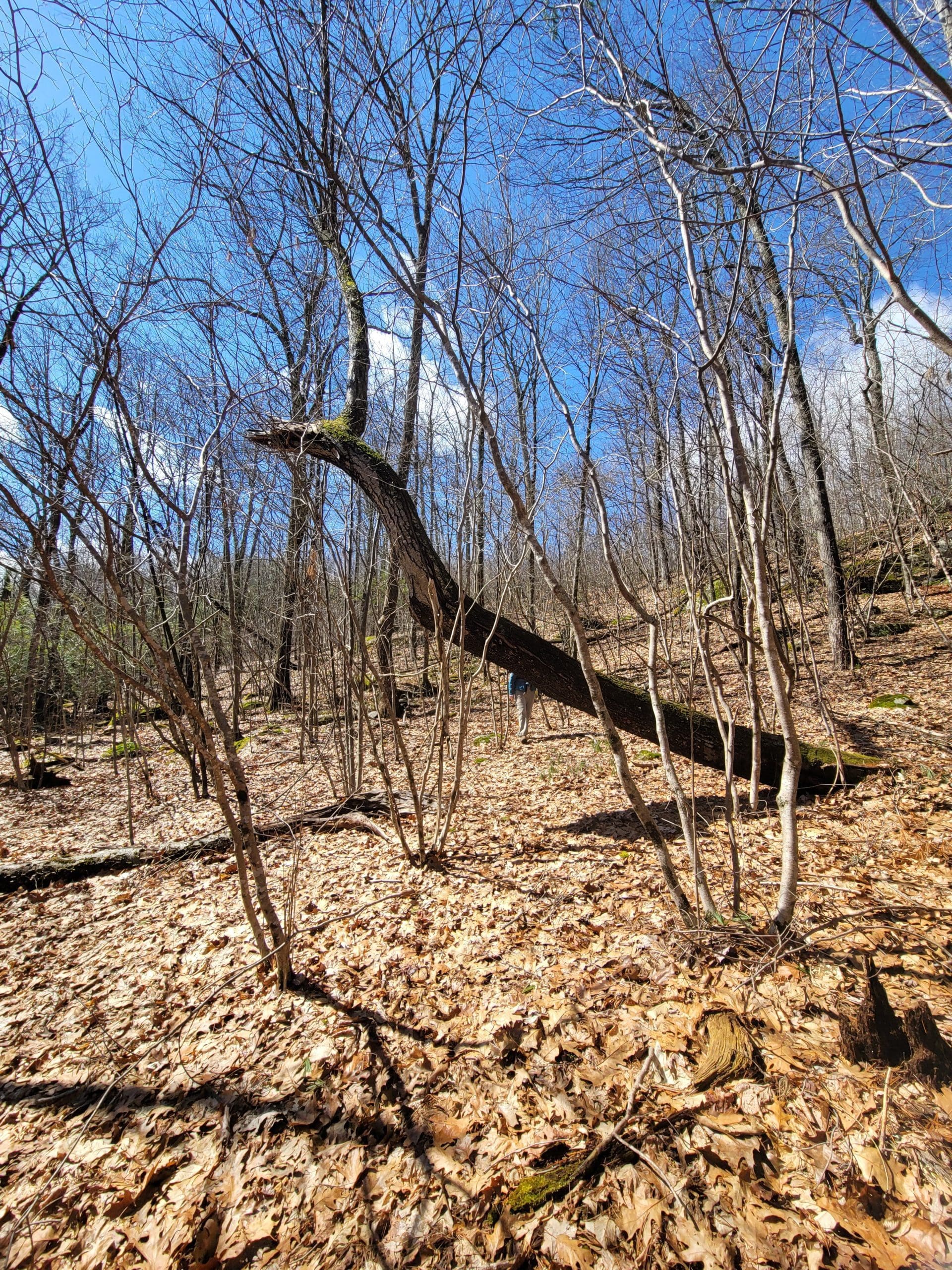 Western Mass Hilltown HikersHike the HilltownsBent Trees